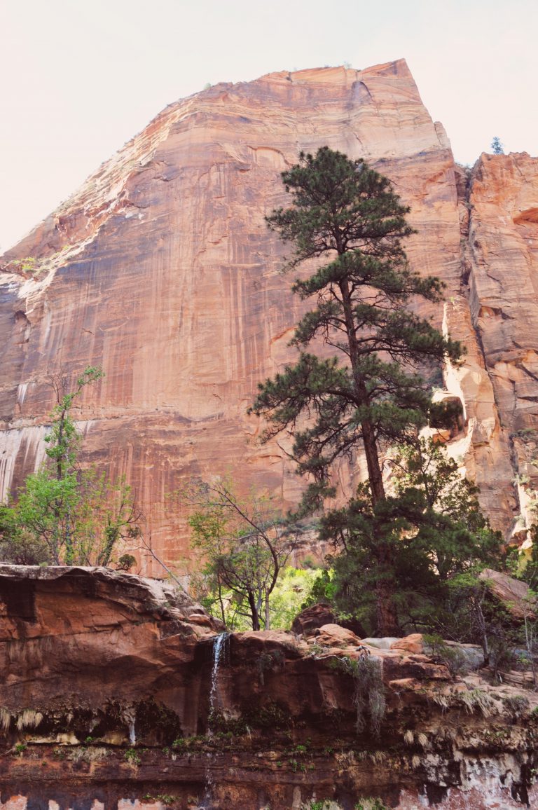 9 Epic Zion Hikes You Cannot Miss!