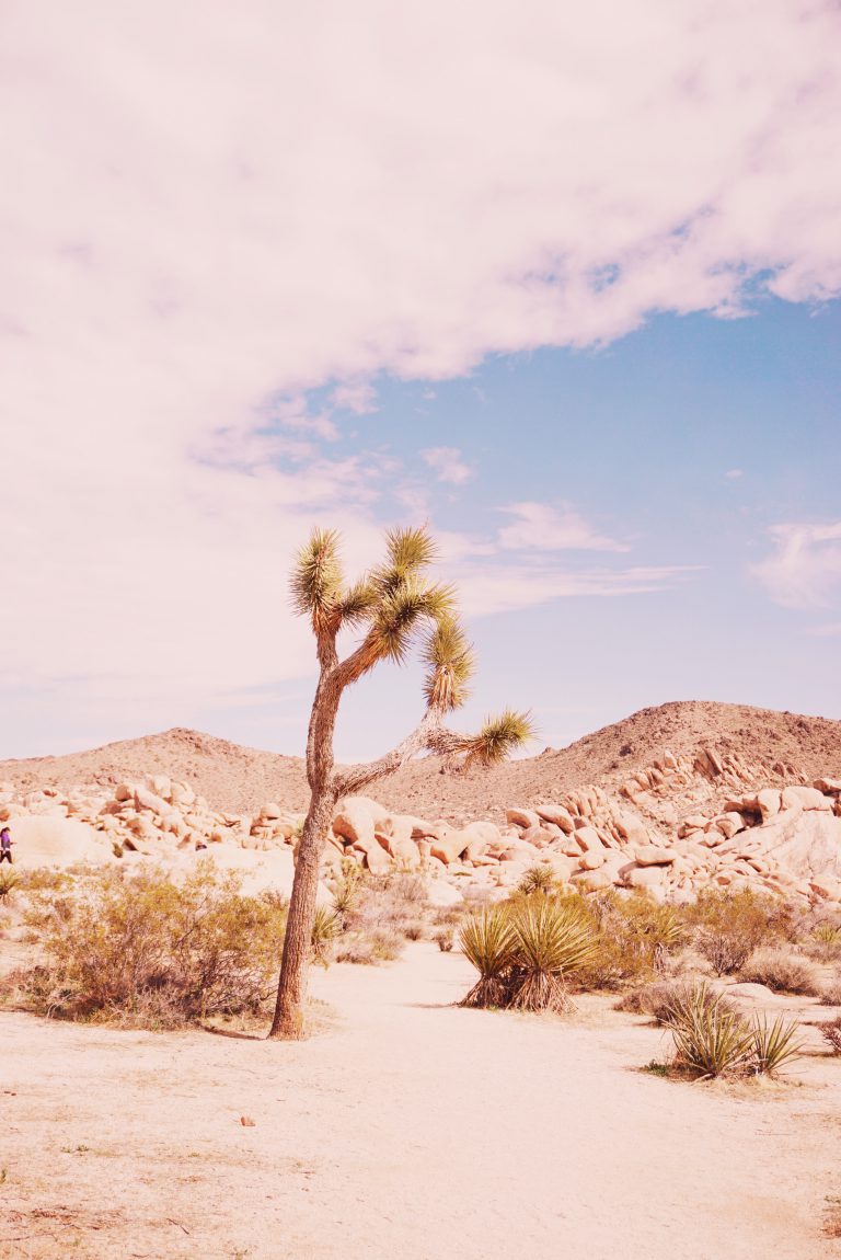 Joshua Tree Day Trip Guide | One Day in Joshua Tree Itinerary