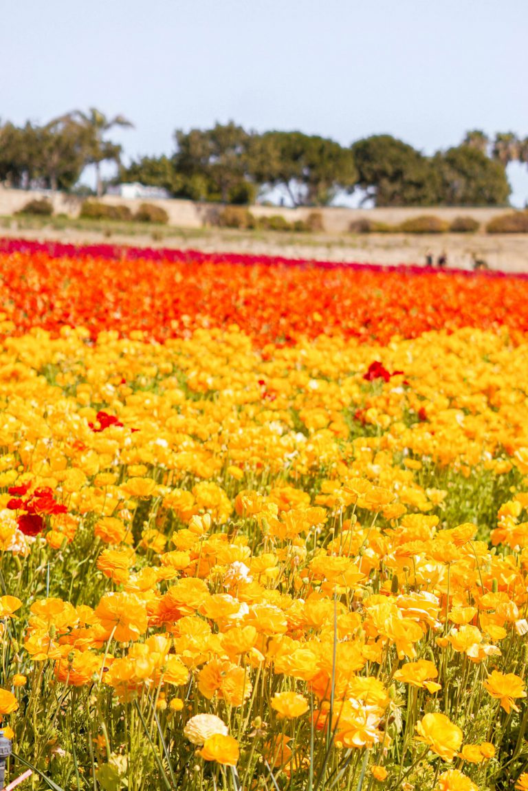 The Carlsbad Flower Fields: Everything You Need to Know About Visiting ...