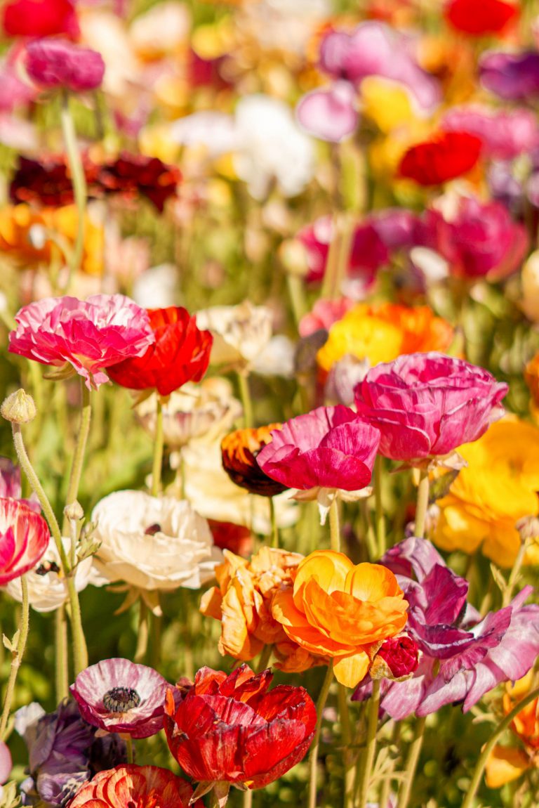 The Carlsbad Flower Fields: Everything You Need to Know About Visiting ...