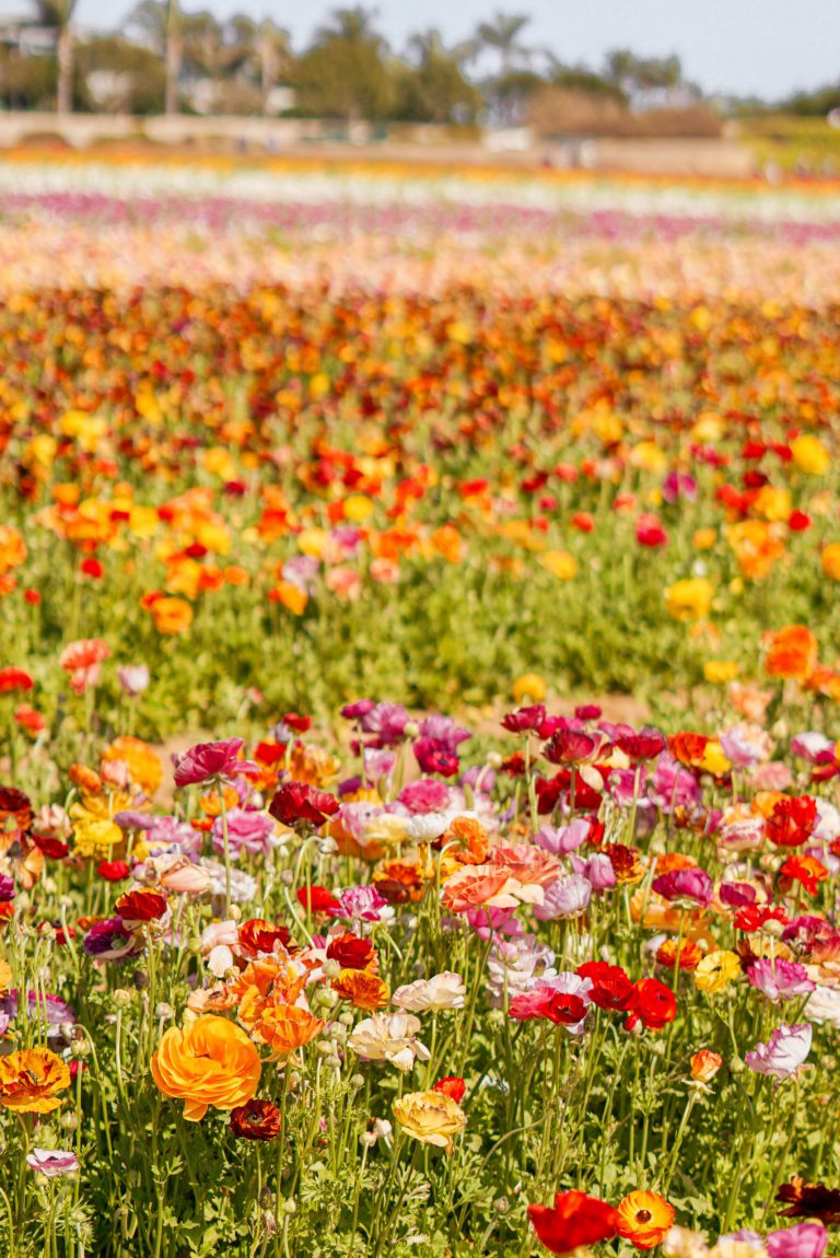 The Carlsbad Flower Fields: Everything You Need to Know About Visiting ...