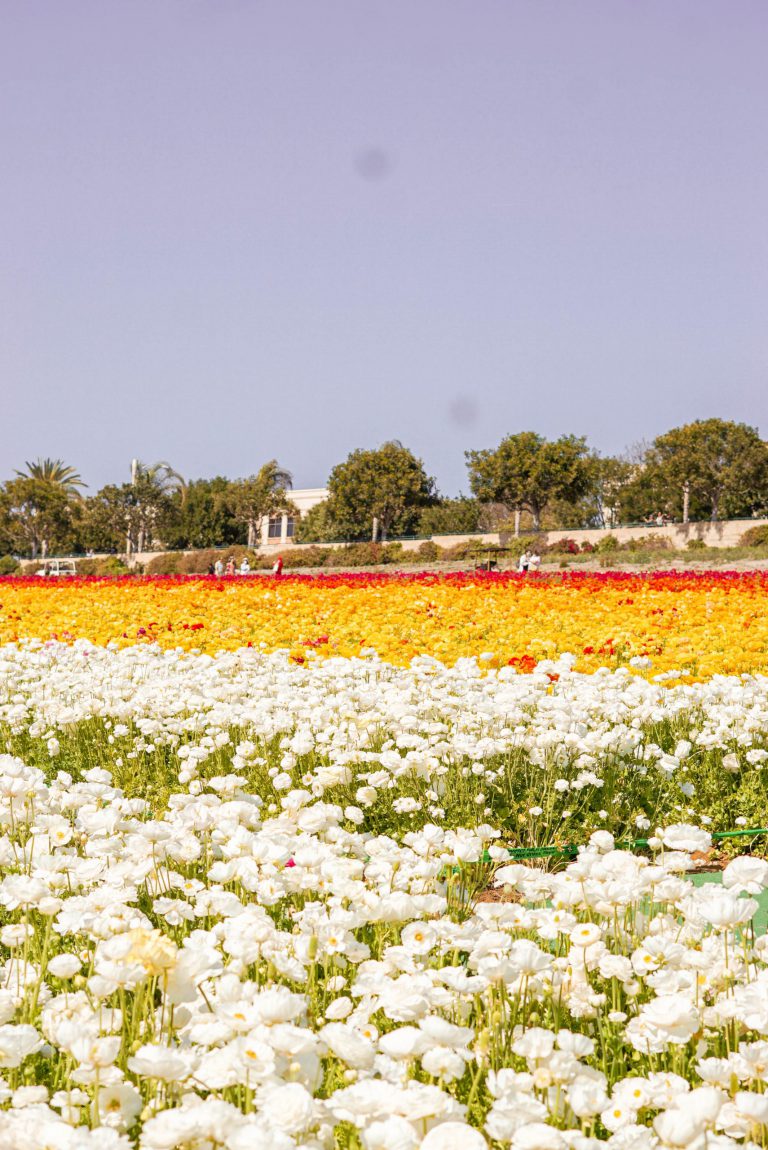 The Carlsbad Flower Fields: Everything You Need to Know About Visiting ...