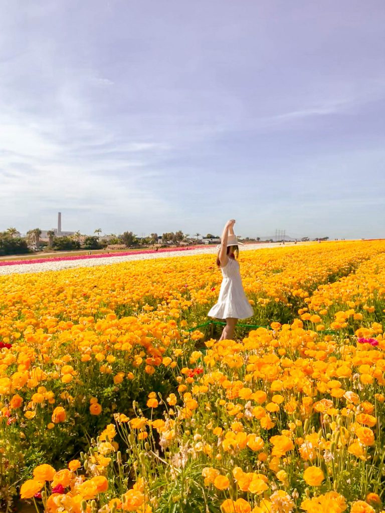 The Carlsbad Flower Fields: Everything You Need to Know About Visiting ...