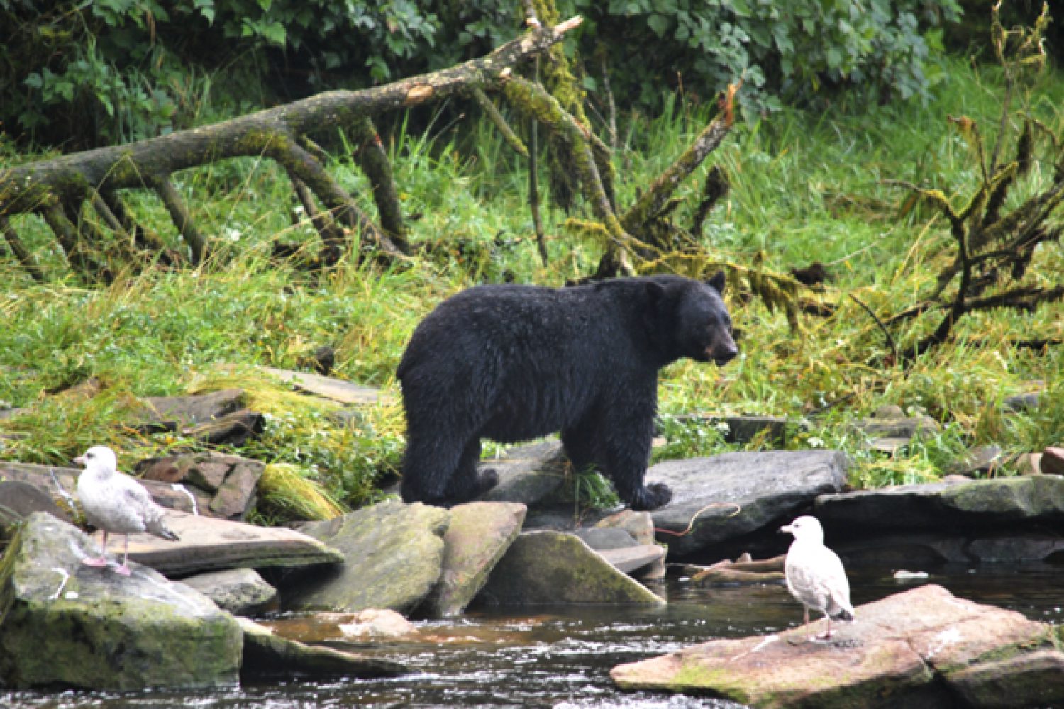 12 Incredible Things to Do in Ketchikan, Alaska | The Best Ketchikan ...