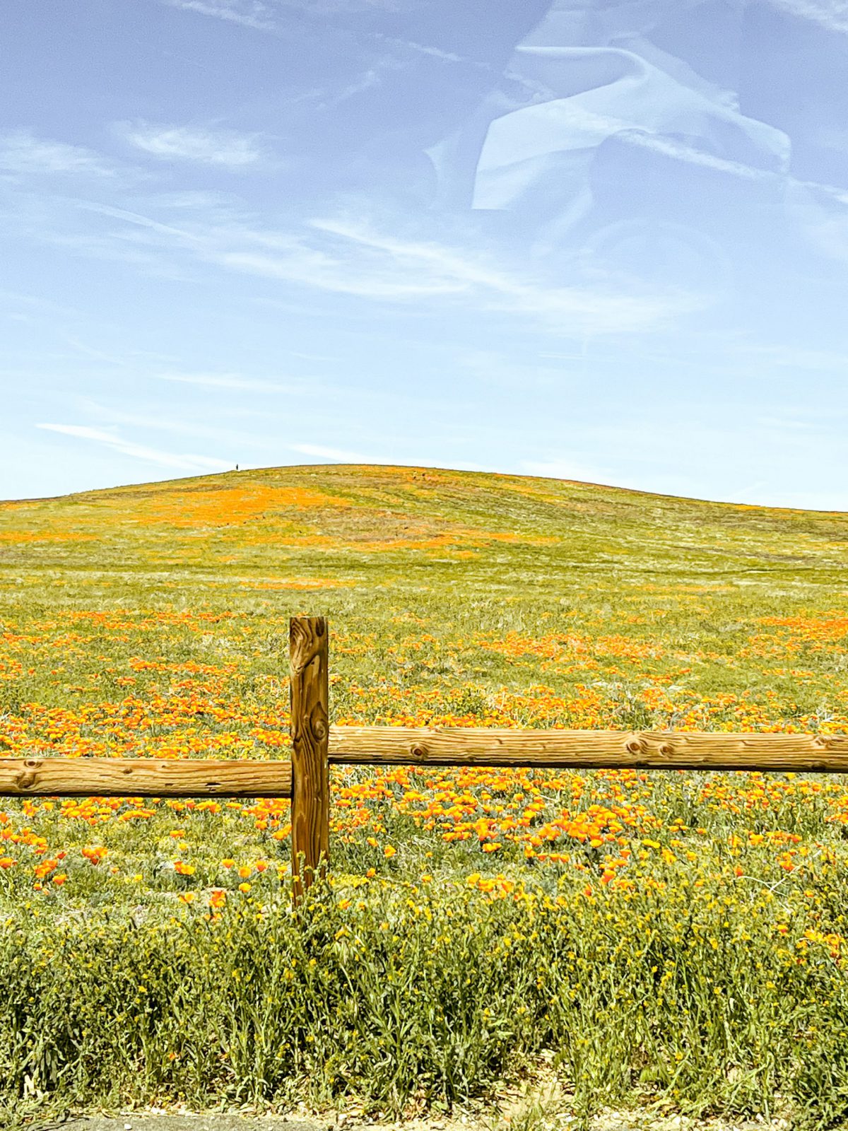 A Complete Guide to the Lancaster Poppies at Antelope Valley Poppy ...