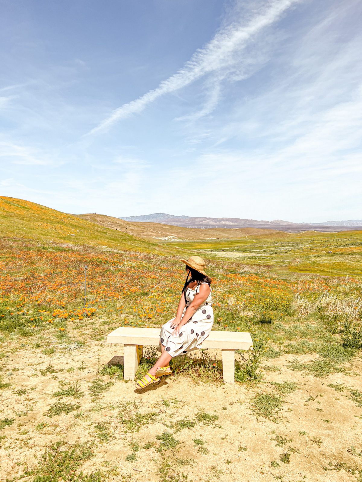 A Complete Guide to the Lancaster Poppies at Antelope Valley Poppy ...
