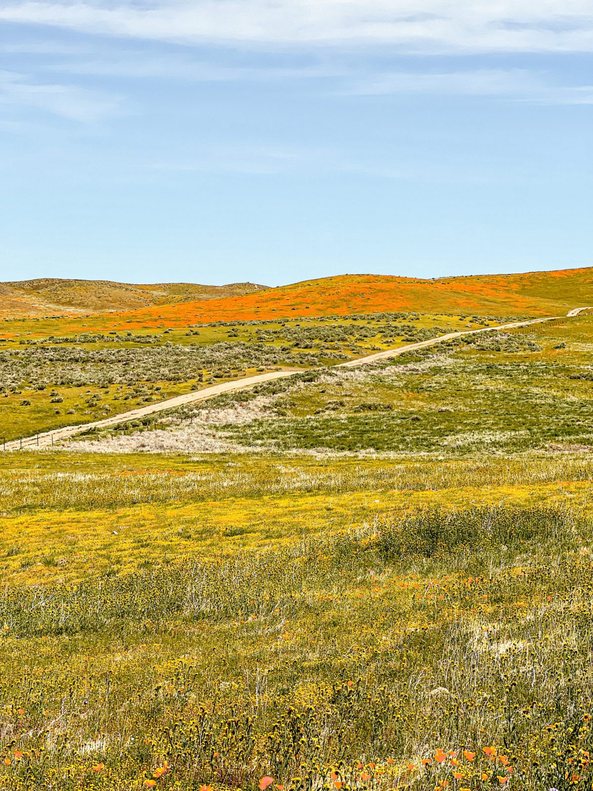 A Complete Guide to the Lancaster Poppies at Antelope Valley Poppy ...
