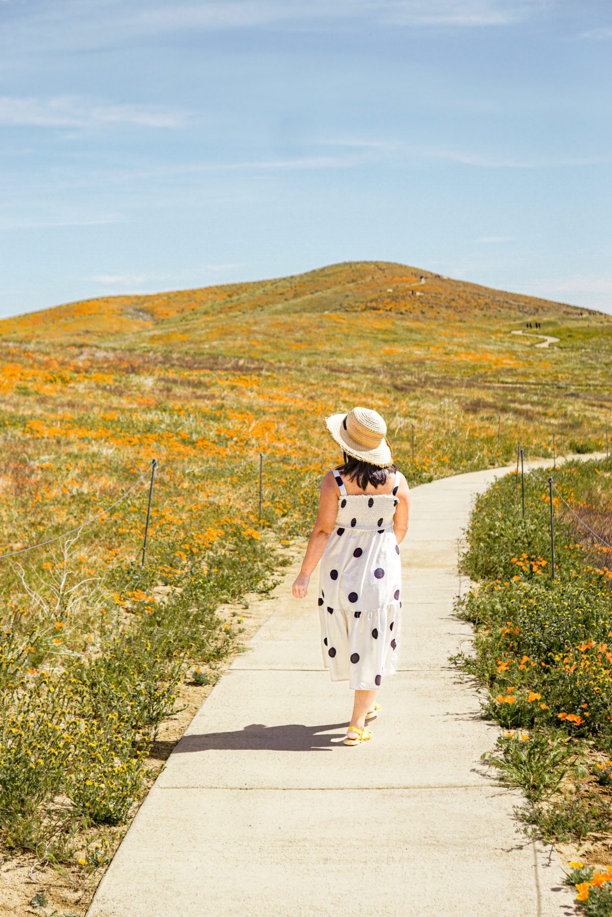 A Complete Guide to the Lancaster Poppies at Antelope Valley Poppy ...