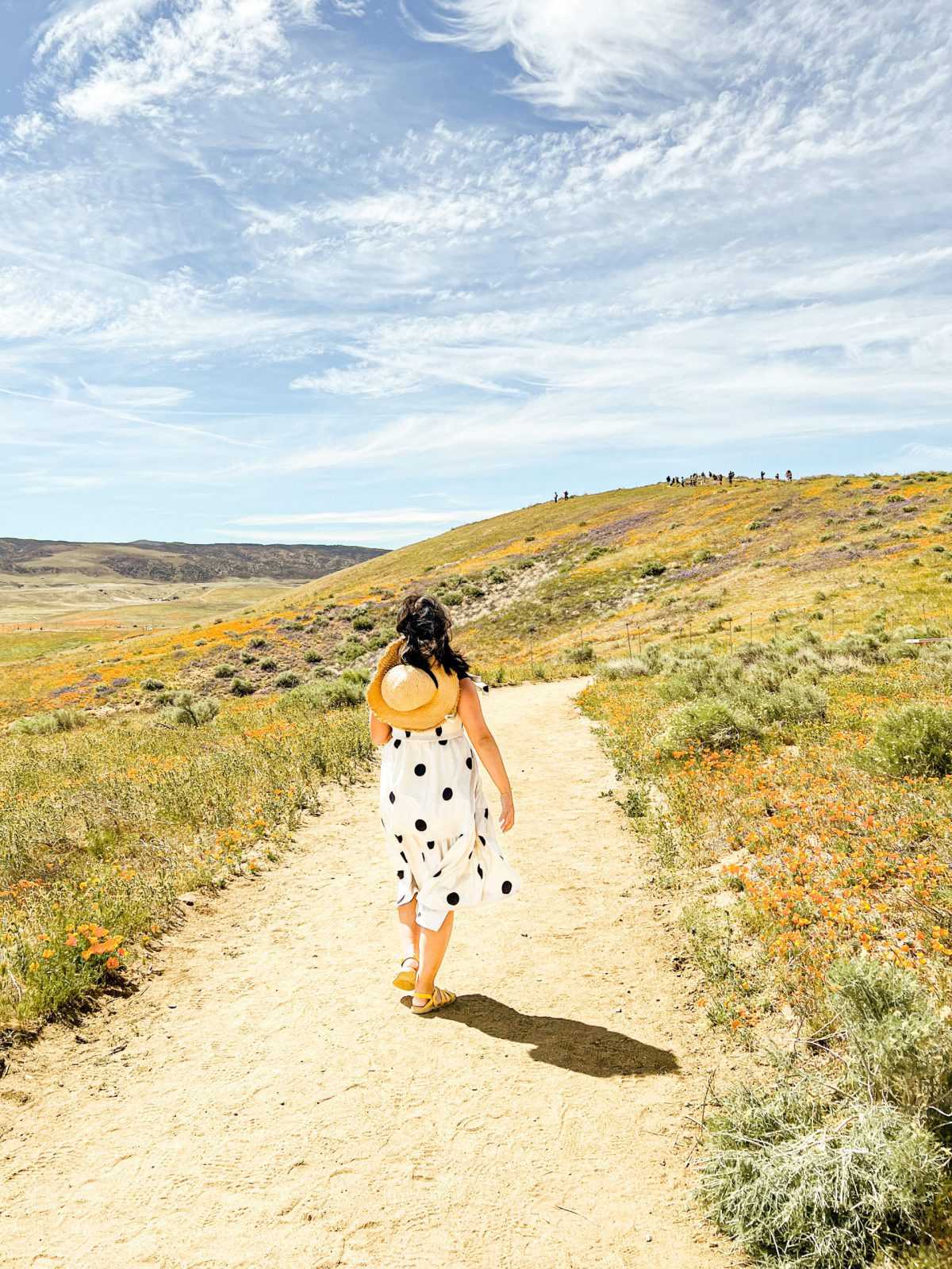 A Complete Guide to the Lancaster Poppies at Antelope Valley Poppy ...