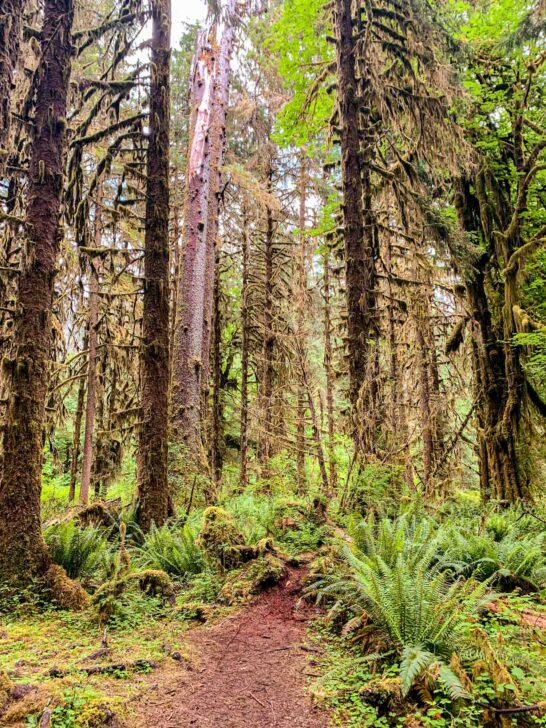 A Very Detailed 2 Days in Olympic National Park Itinerary - How to Plan ...