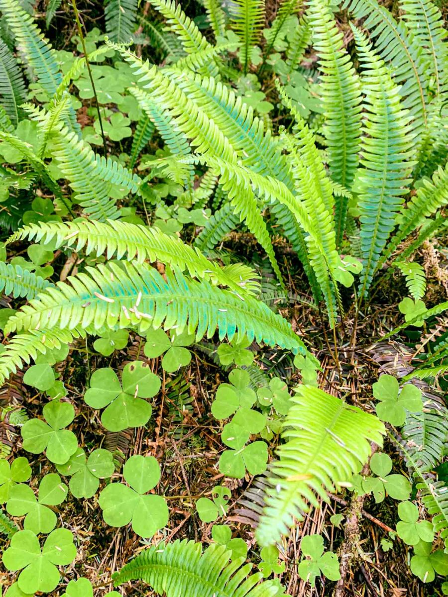 A Very Detailed 2 Days in Olympic National Park Itinerary - How to Plan ...