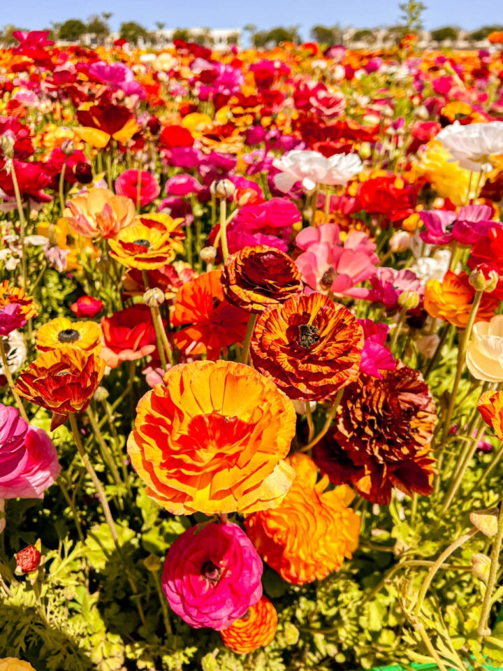 A Colorful Spring Getaway in Carlsbad, CA - Pictures & Words