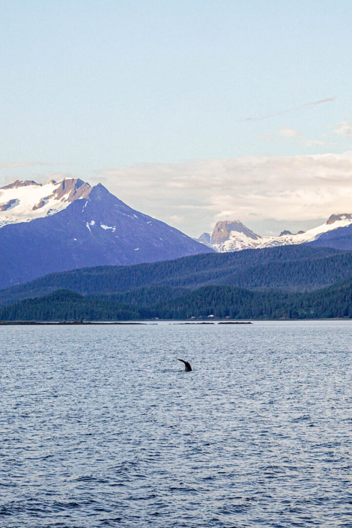 12 Unforgettable Things to Do in Juneau (While on an Alaska Cruise ...