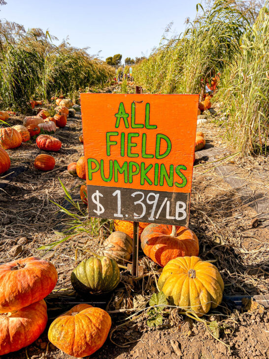 30 Fun Fall Activities in Orange County (2024): Best Orange County ...