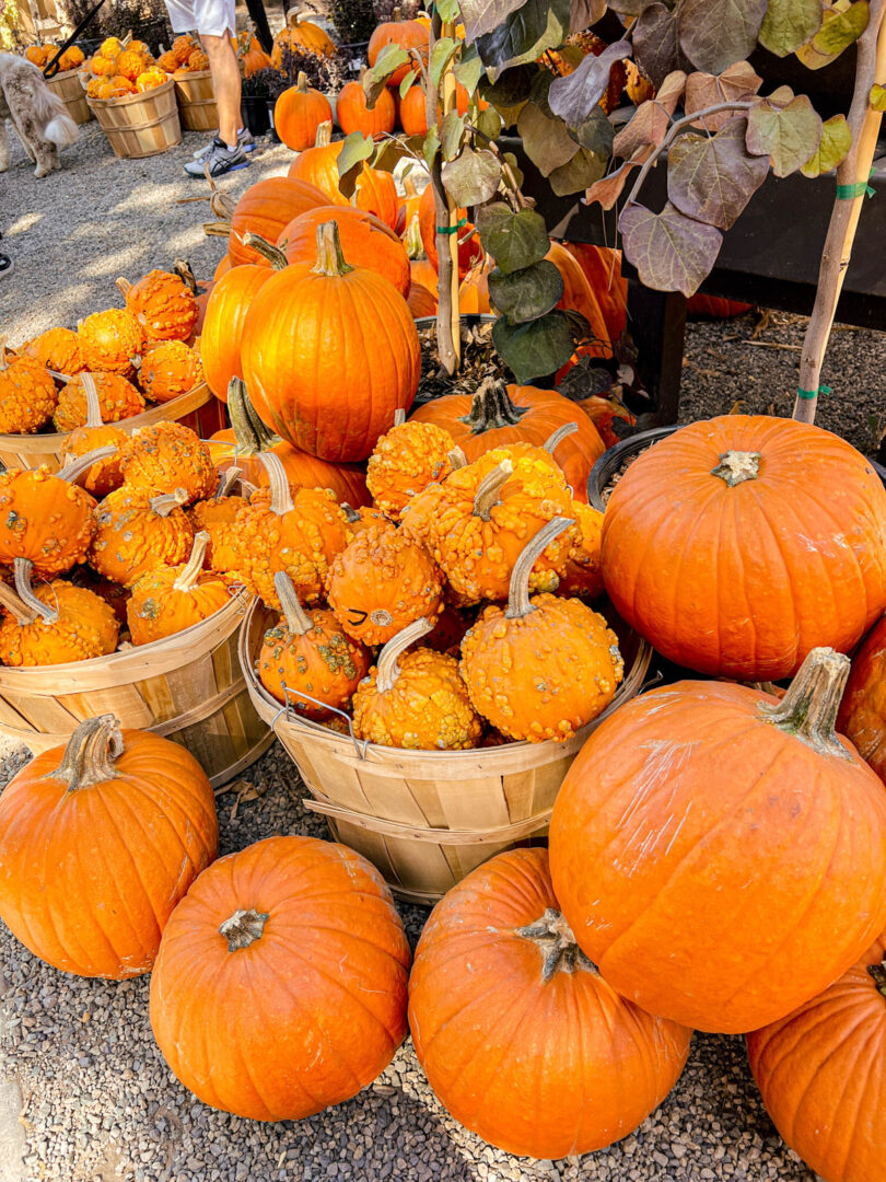 30 Fun Fall Activities in Orange County (2024): Best Orange County ...
